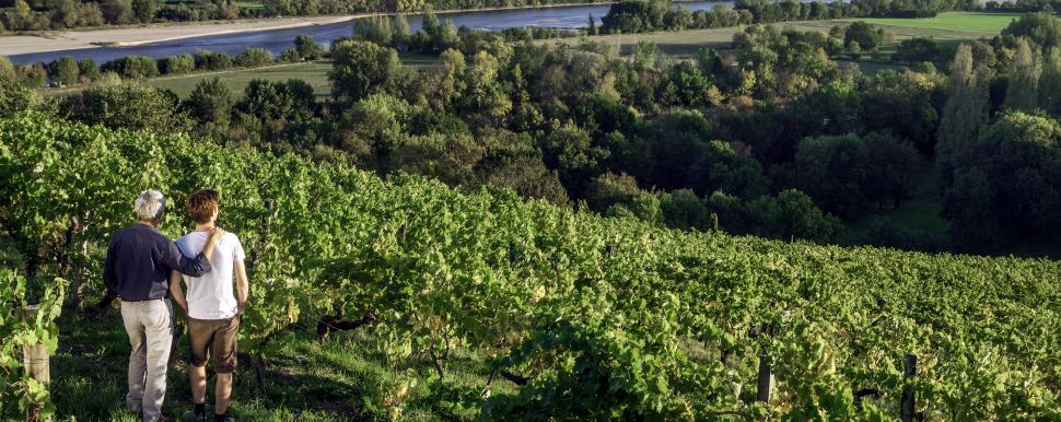 Vignoble d’Anjou-Saumur en Val de Loire | Anjou Tourisme