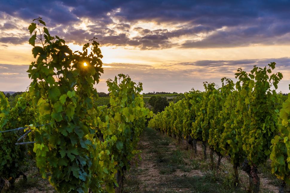 Week end vin et séjour œnologique - Vignoble du Val de Loire